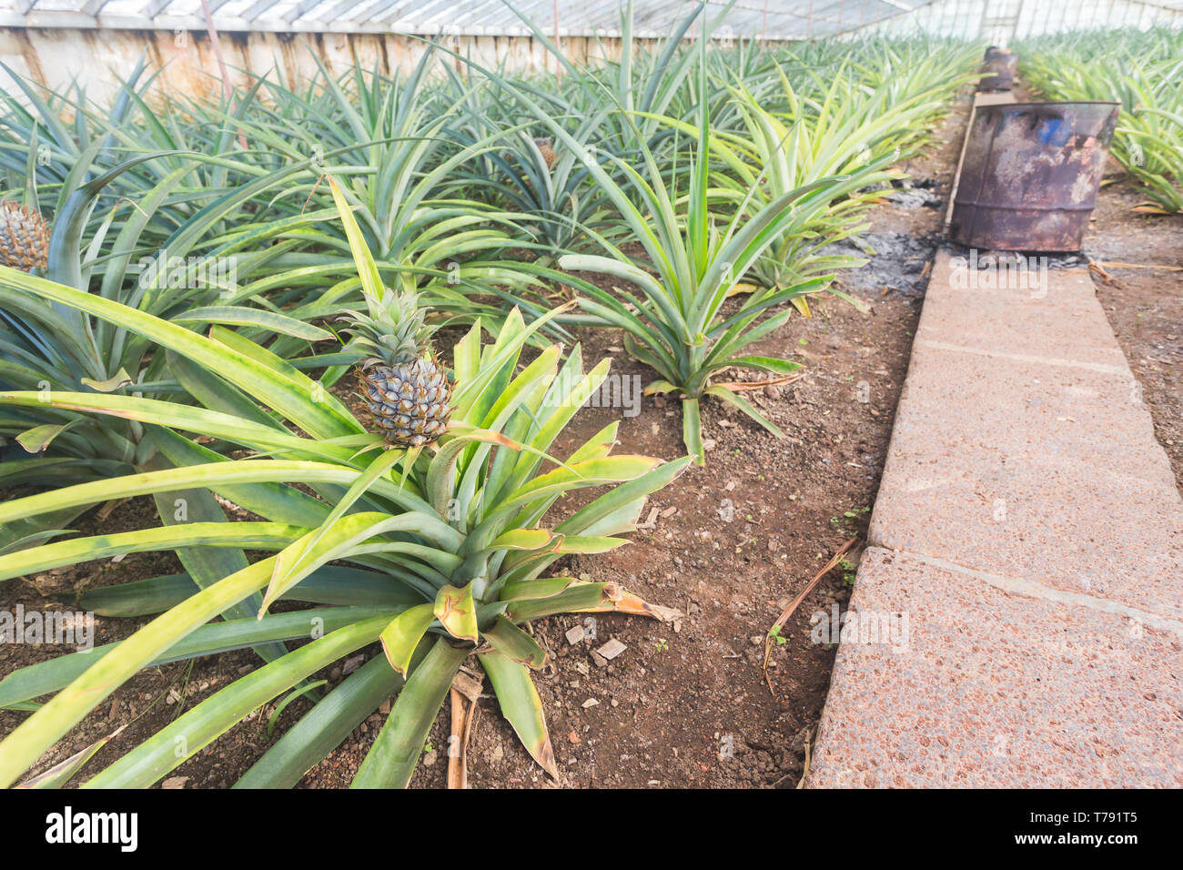 Pineapple plantation on azores island sao miguel hi-res stock ...