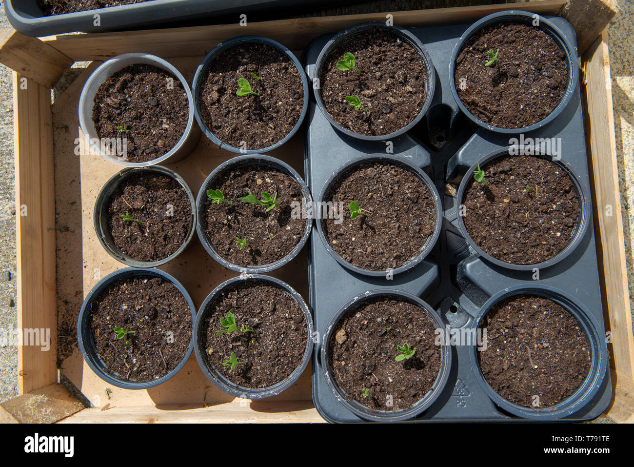 Shoots in pots greenhouse hi-res stock photography and images - Alamy