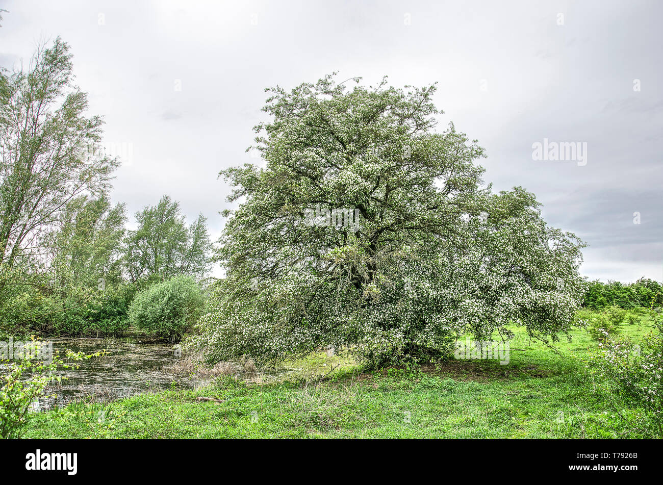 Large hawthorn tree at the edge of a pond in a green landscape with ...