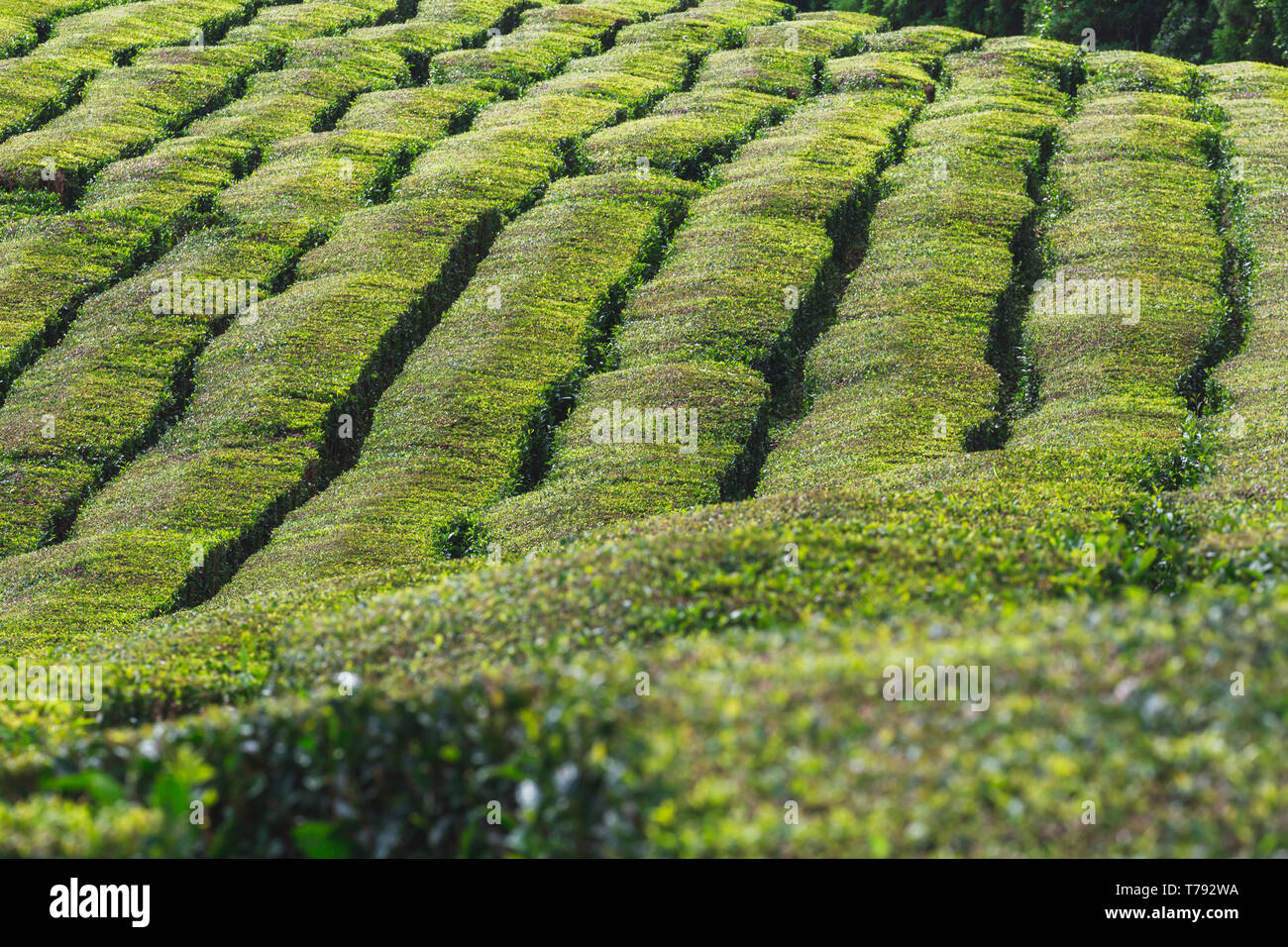 Tea plantations, unique in Europe, Portugal, Sao Miguel island, Portugl ...