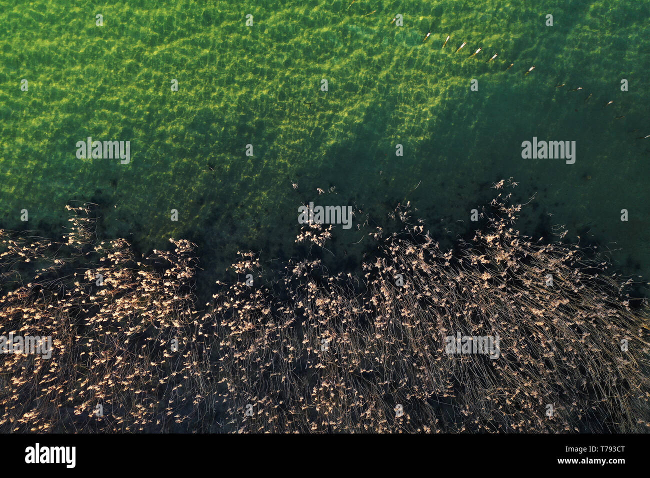 Landscape background of Aerial view over reedbed and water, annecy lake ...