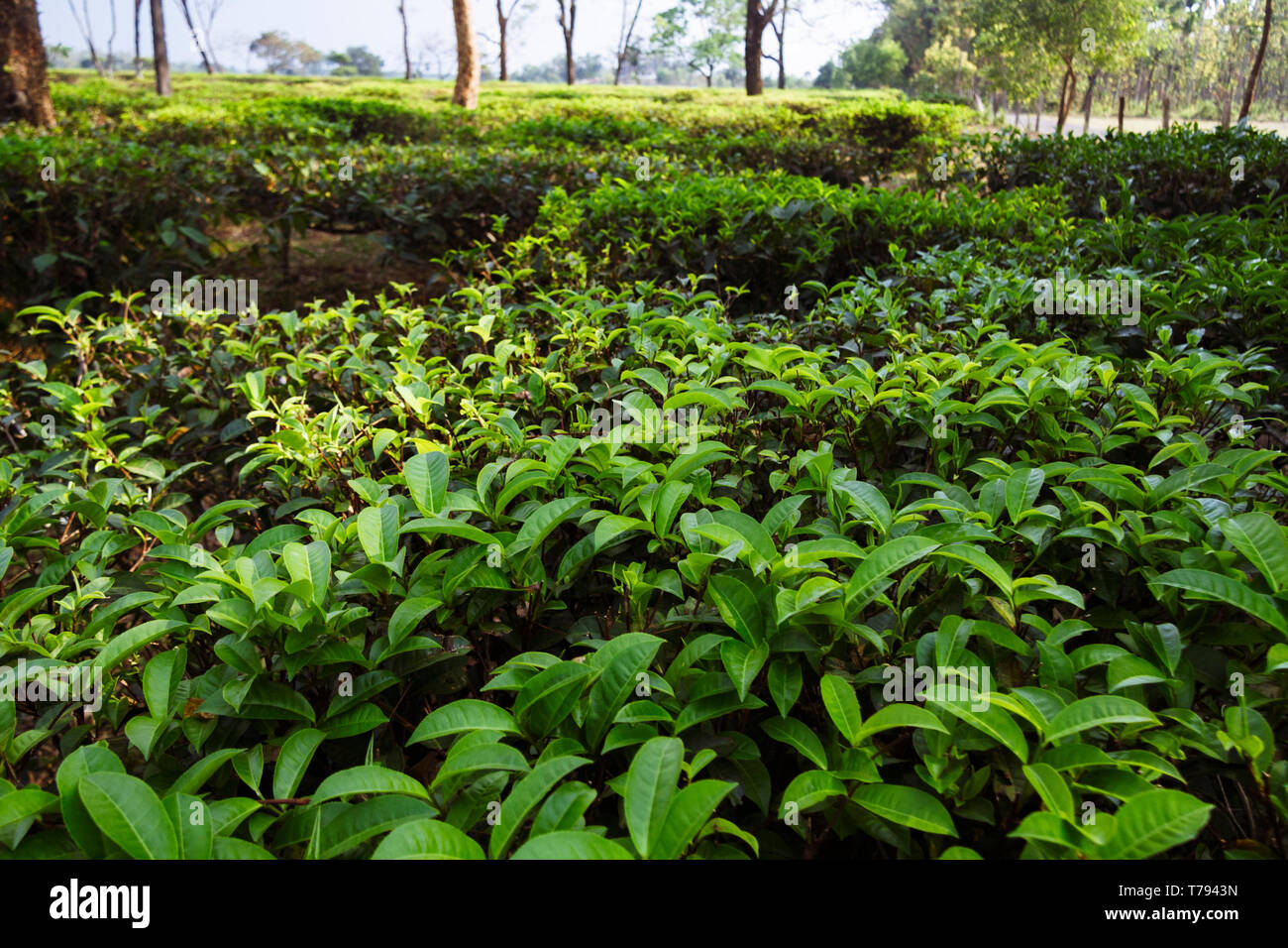 Sylhet city hi-res stock photography and images - Alamy