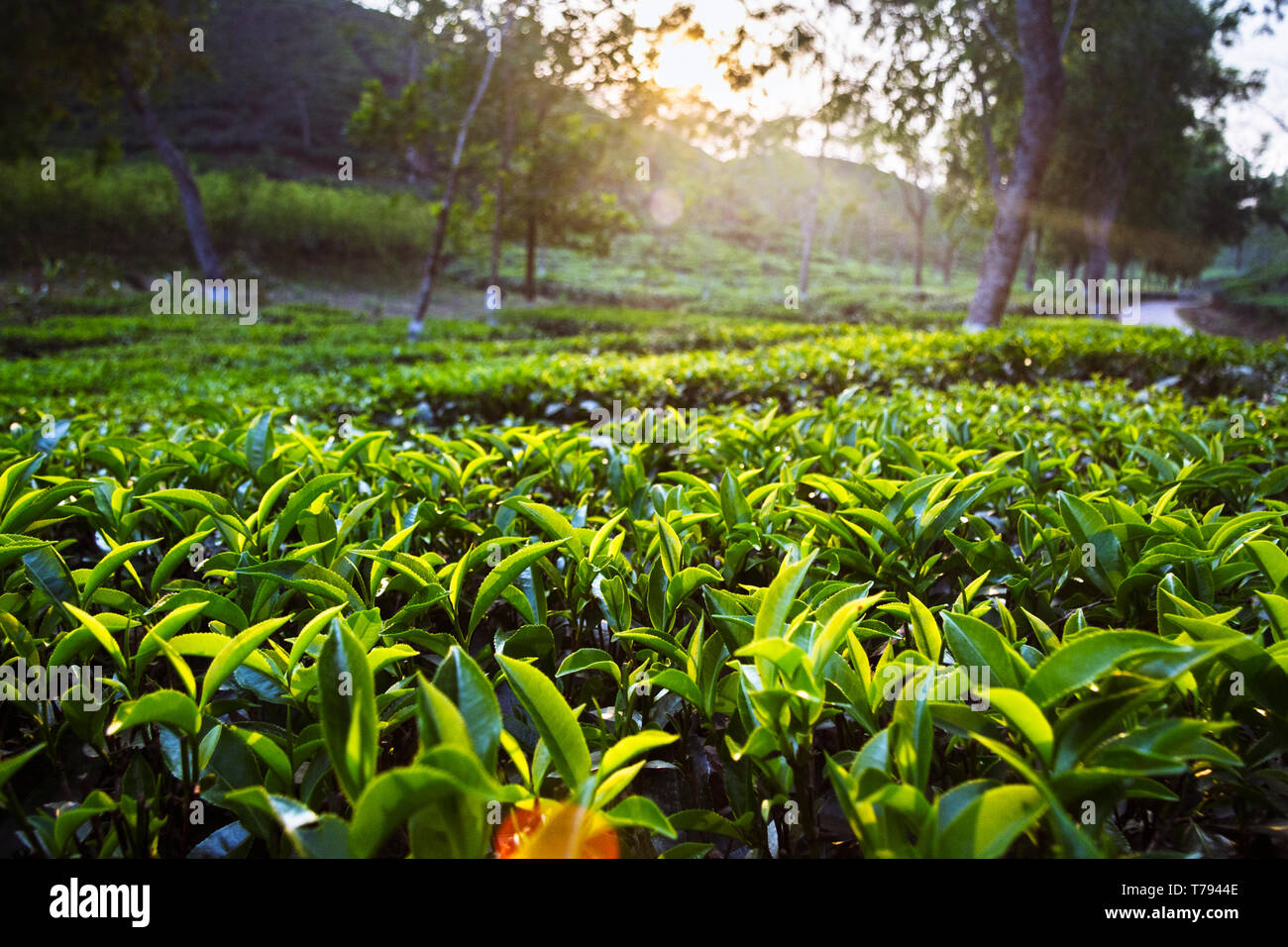 Sreemangal, Sylhet, Bangladesh : Tea Estate in Srremangal. With a ...