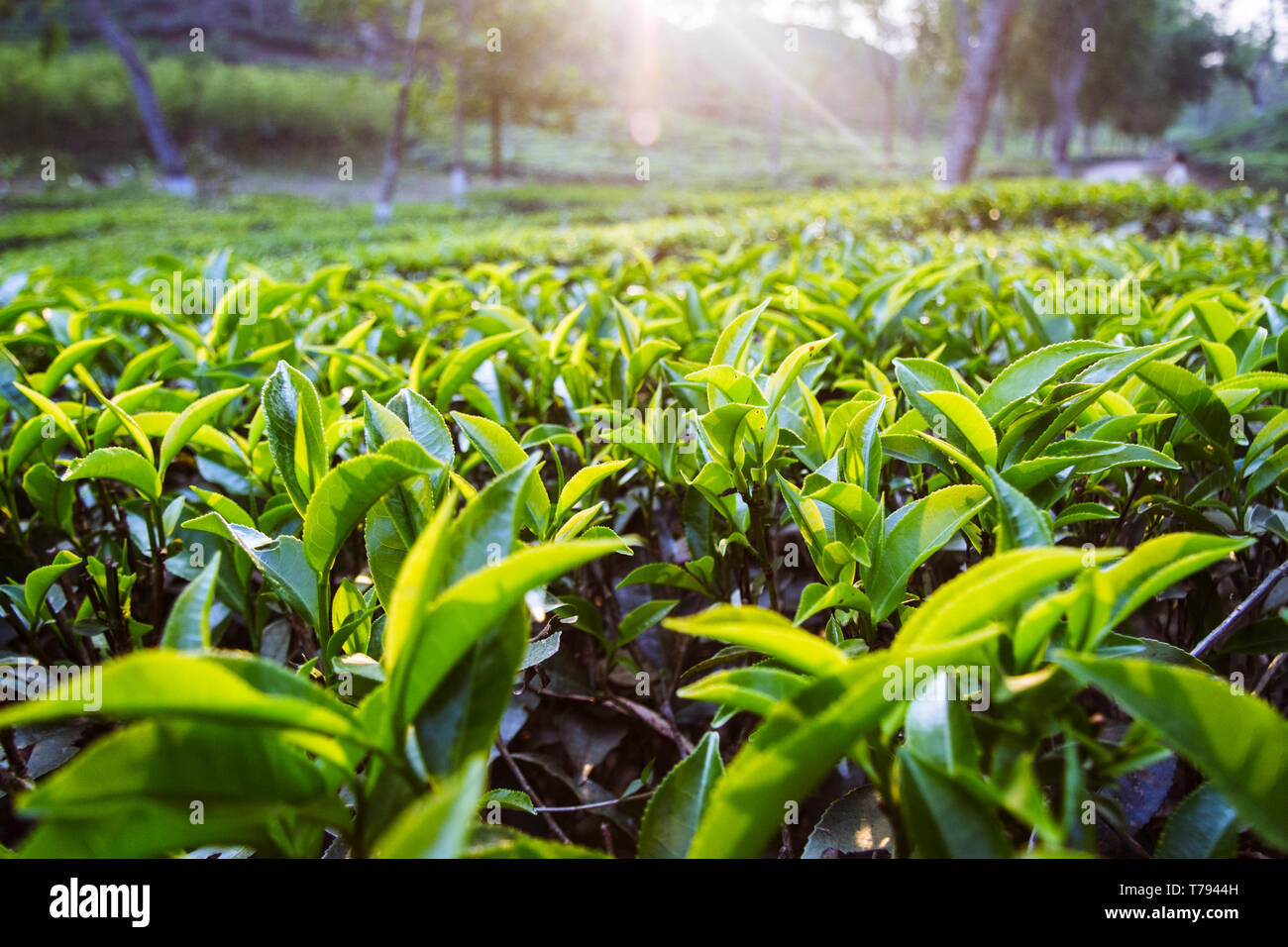 Sreemangal, Sylhet, Bangladesh : Tea Estate in Srremangal. With a ...