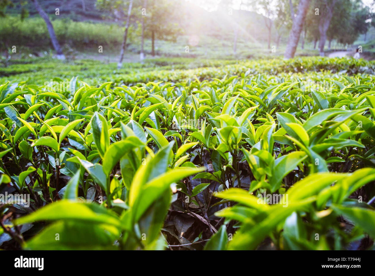 Sreemangal, Sylhet, Bangladesh : Tea Estate in Srremangal. With a ...