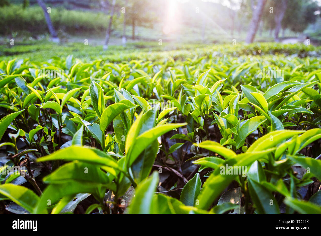Sreemangal, Sylhet, Bangladesh : Tea Estate in Srremangal. With a ...