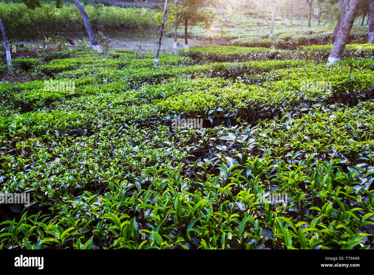 Sreemangal, Sylhet, Bangladesh : Tea Estate in Srremangal. With a ...