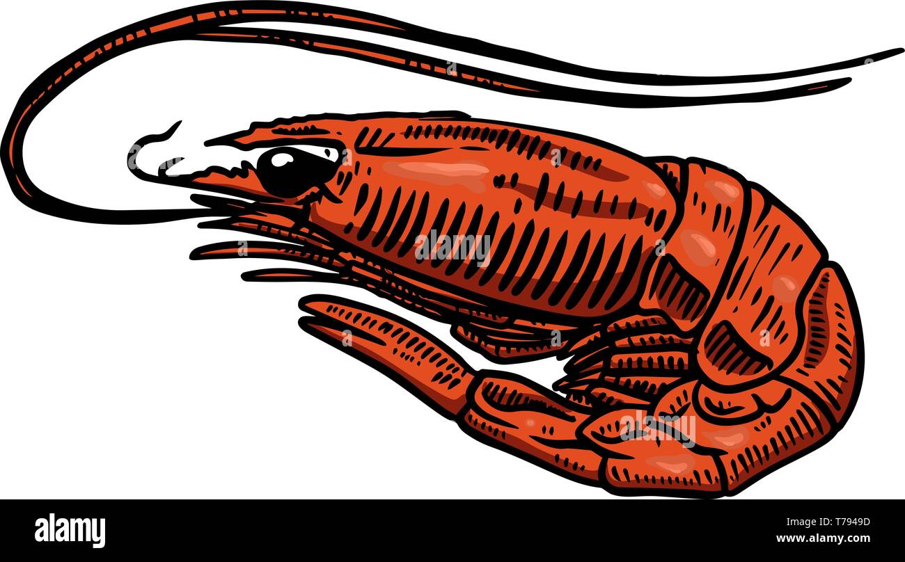 Cut shrimp Stock Vector Images - Alamy