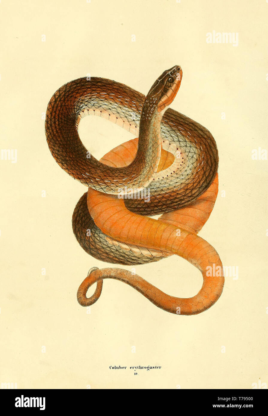 Vintage Snake Illustration Vintage Snake Vector Art, Icons, And