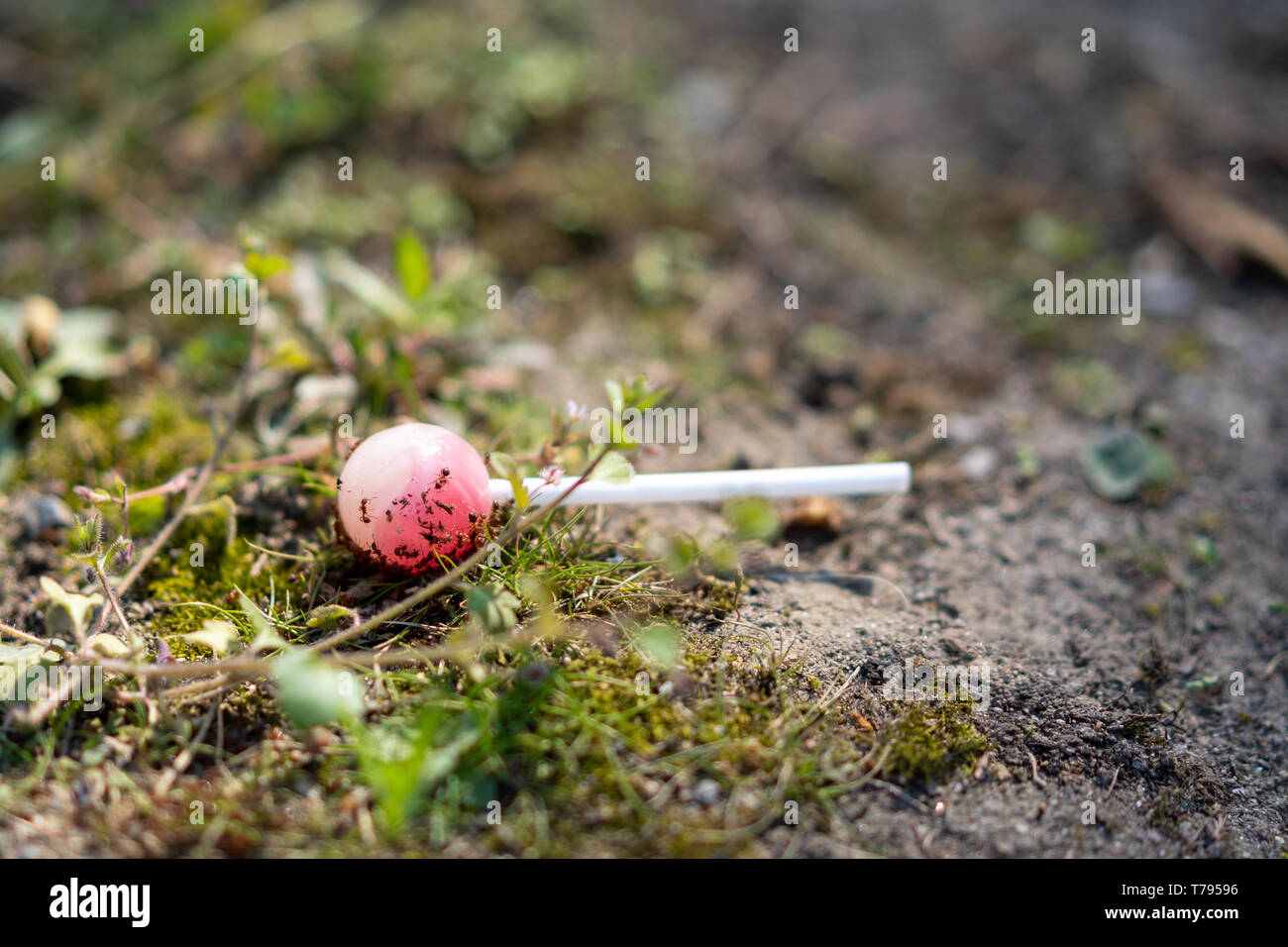 A lollipop lies on the ground and gets eaten by ants Stock Photo - Alamy