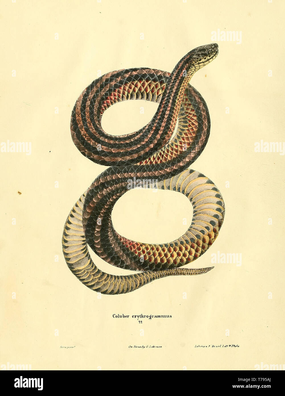 Scientific Snake Illustration