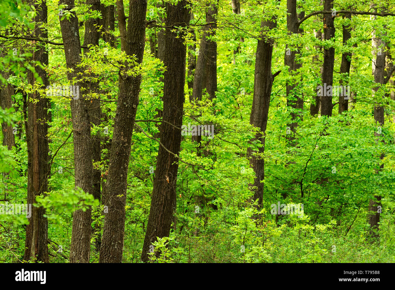 New leaves foliage hi-res stock photography and images - Alamy