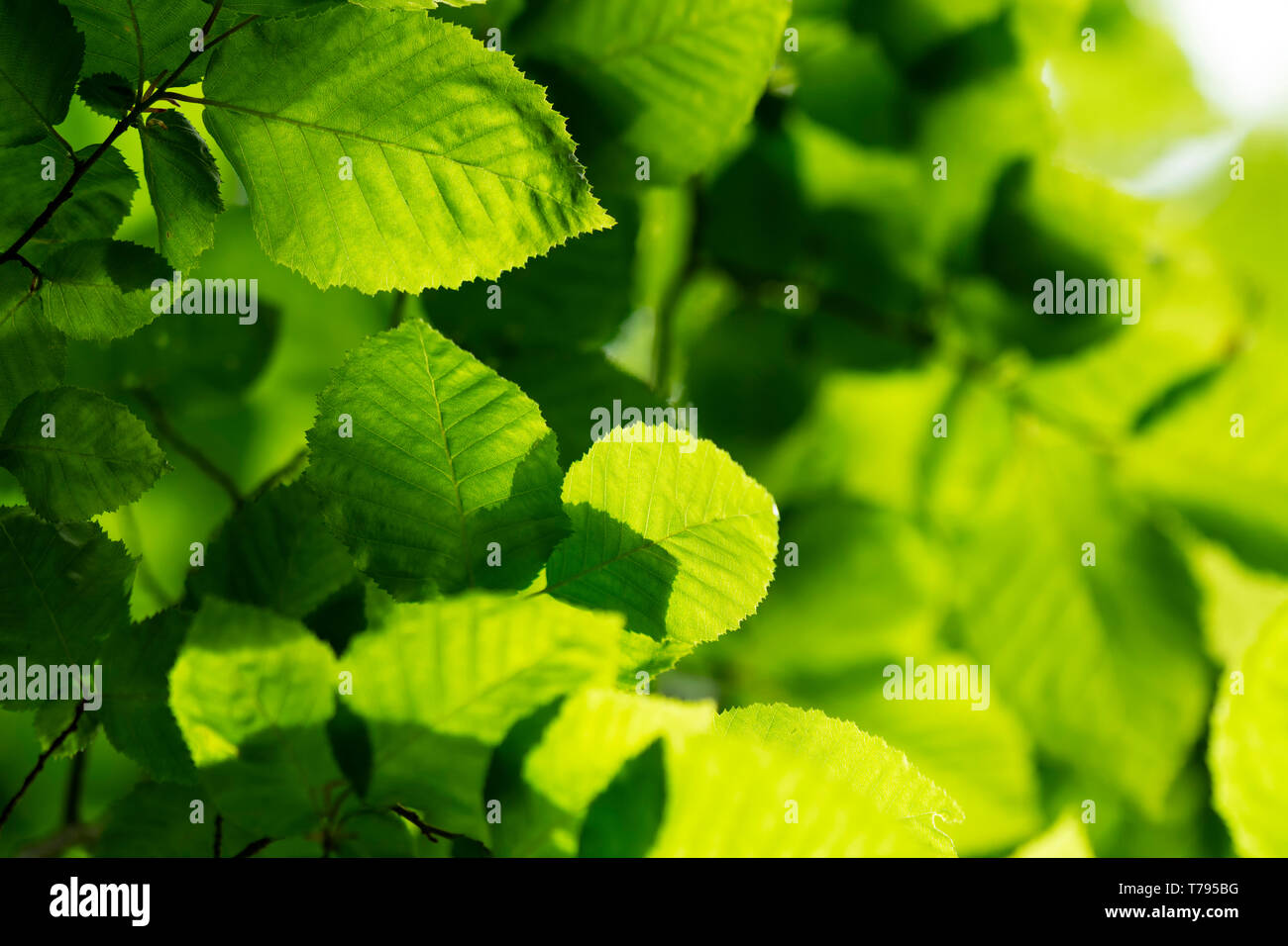 New green leaves in springtime Stock Photo - Alamy