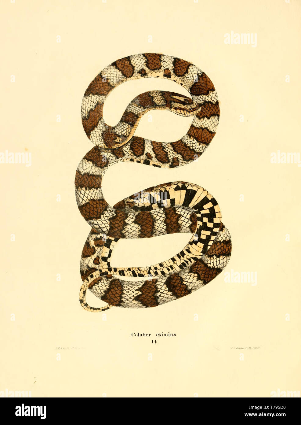 Beautiful vintage hand drawn illustrations of snakes and reptiles from ...