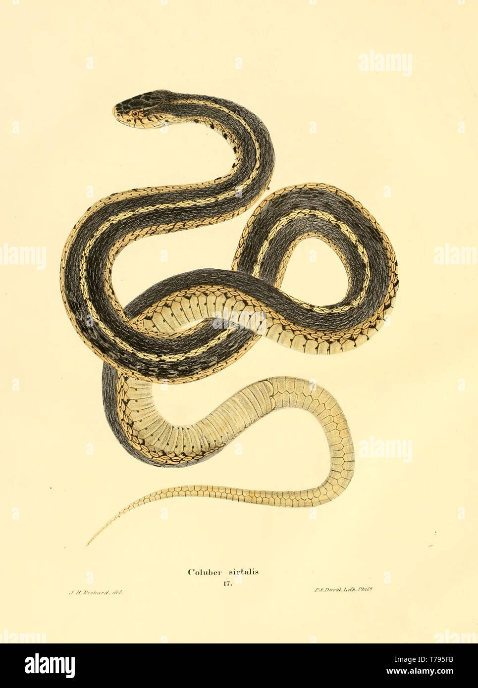 Reptiles Snakes Drawing