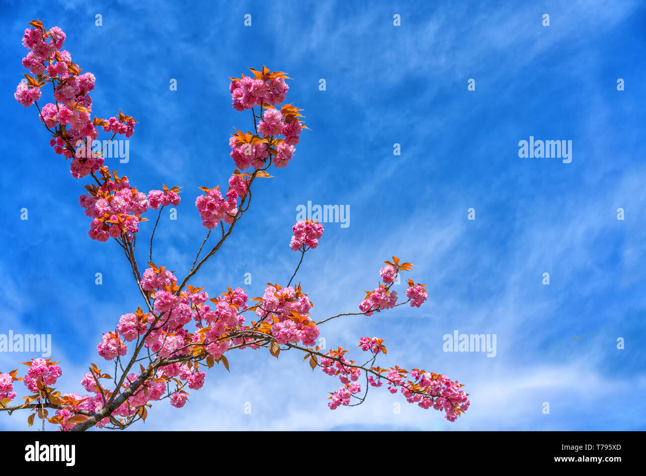 Blue Azalea Bush High Resolution Stock Photography and Images - Alamy