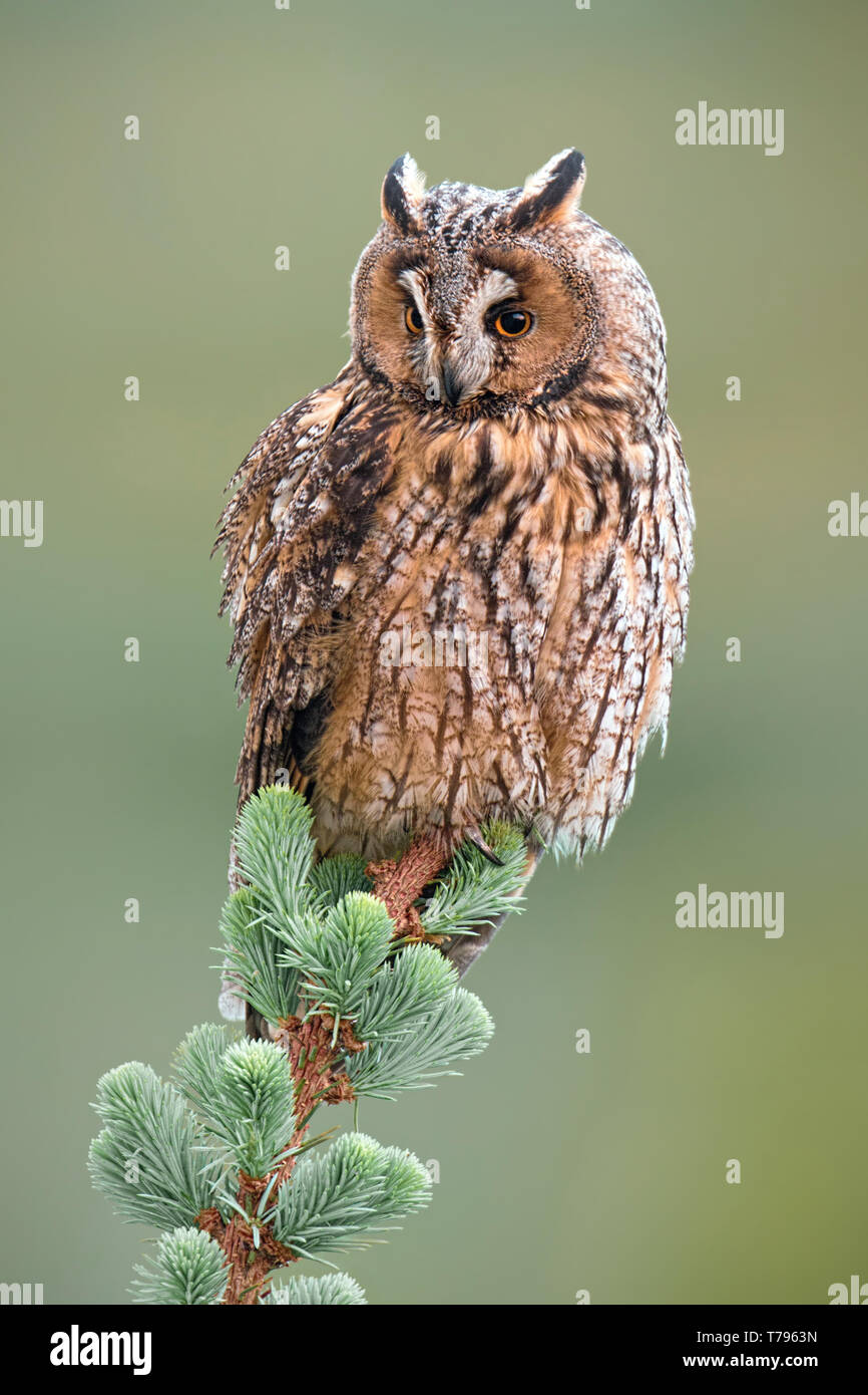 Adult long-eared owl, asio otus, sitting on top of spruce tree in ...