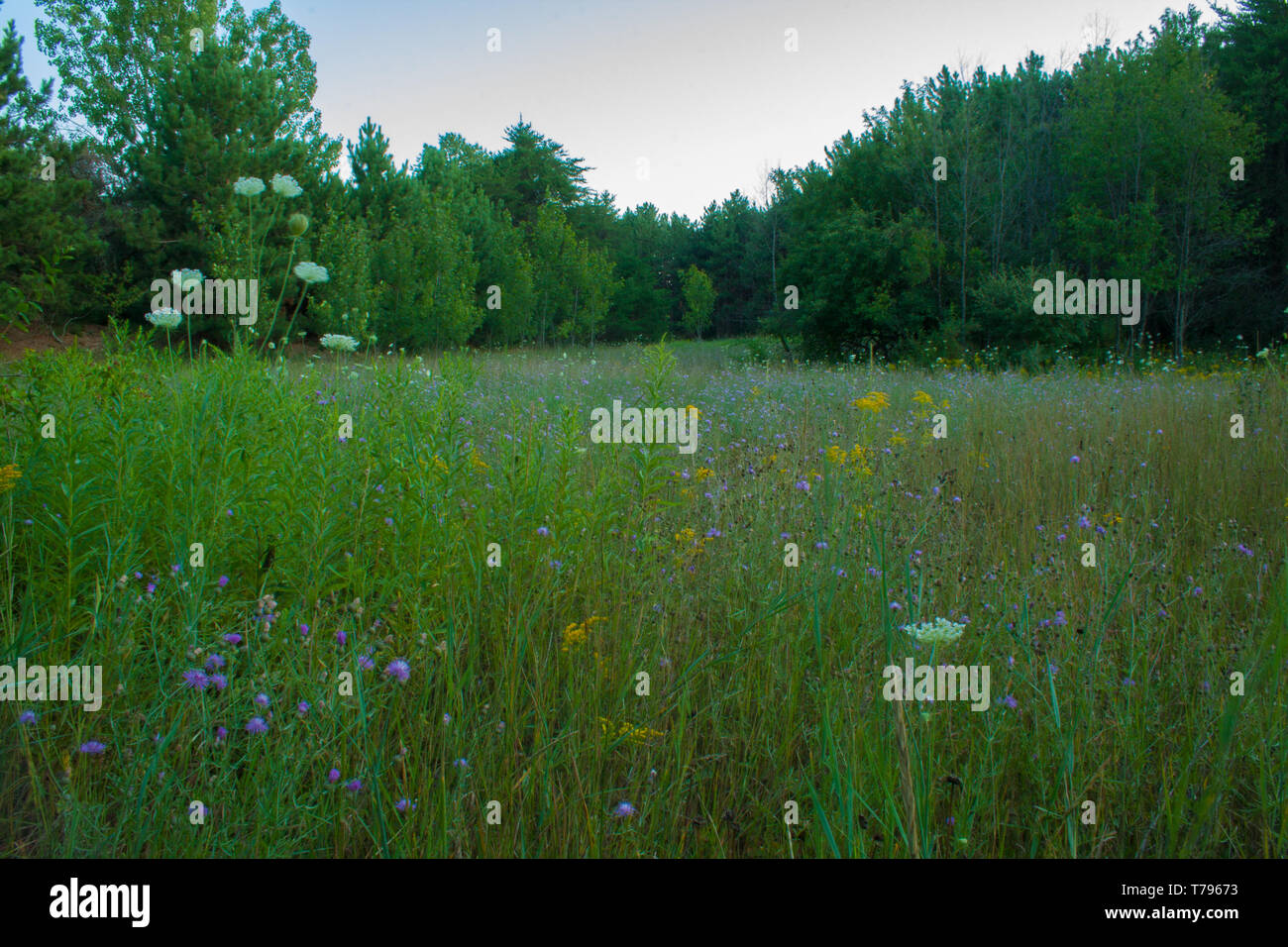 Meadow Flowers, Elk Lake, Michigan Stock Photo - Alamy