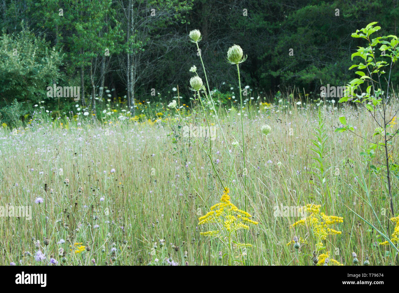 Meadow Flowers, Elk Lake, Michigan Stock Photo - Alamy
