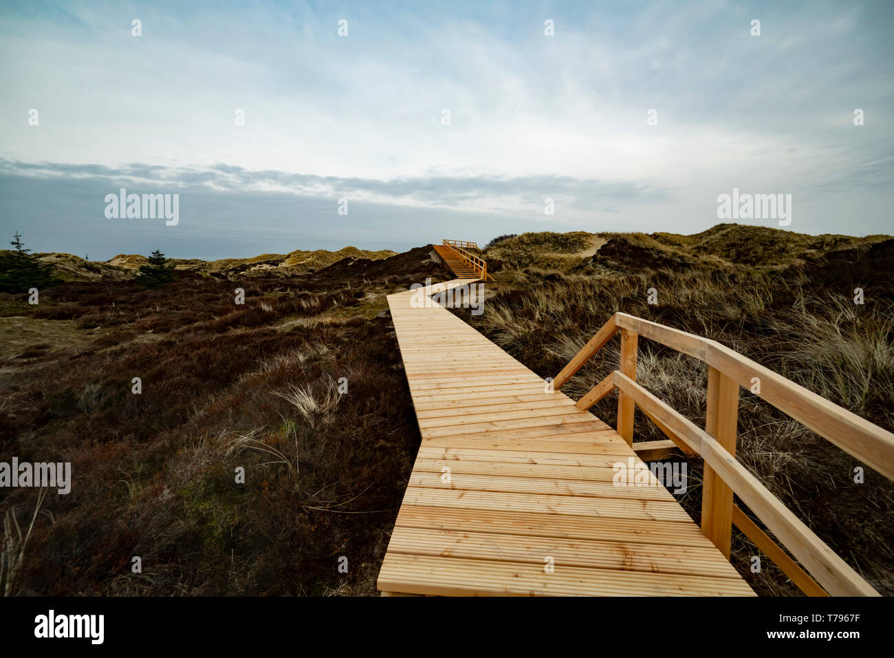New construction light tan wooden boardwalk with railing winding around ...