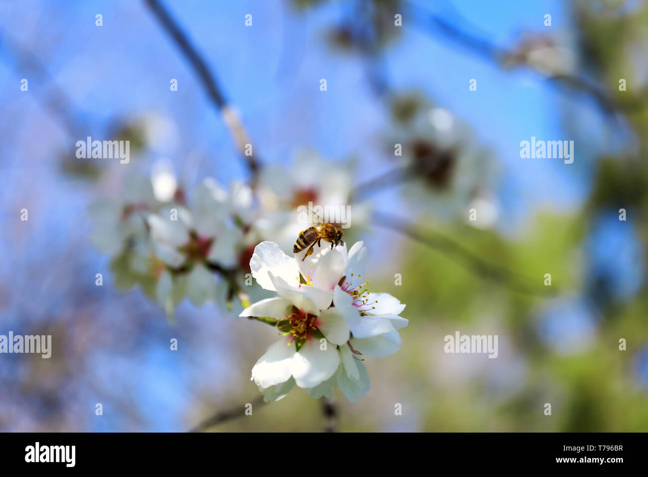 Branch of blossoming fruit tree on blurred background Stock Photo - Alamy