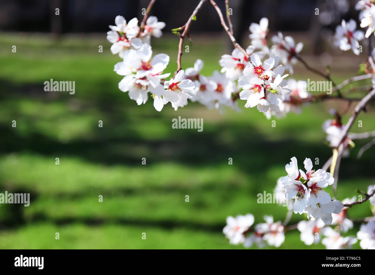 Branches of blossoming fruit tree on blurred background Stock Photo - Alamy