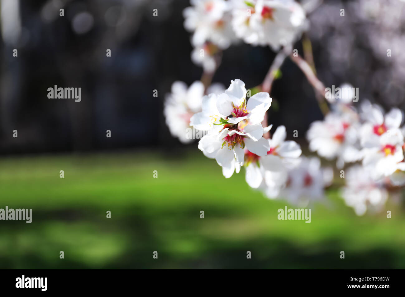 Branches of blossoming fruit tree on blurred background Stock Photo - Alamy