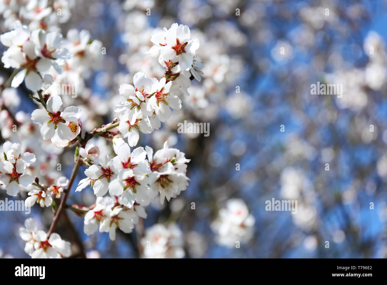 Branches of blossoming fruit tree on blurred background Stock Photo - Alamy