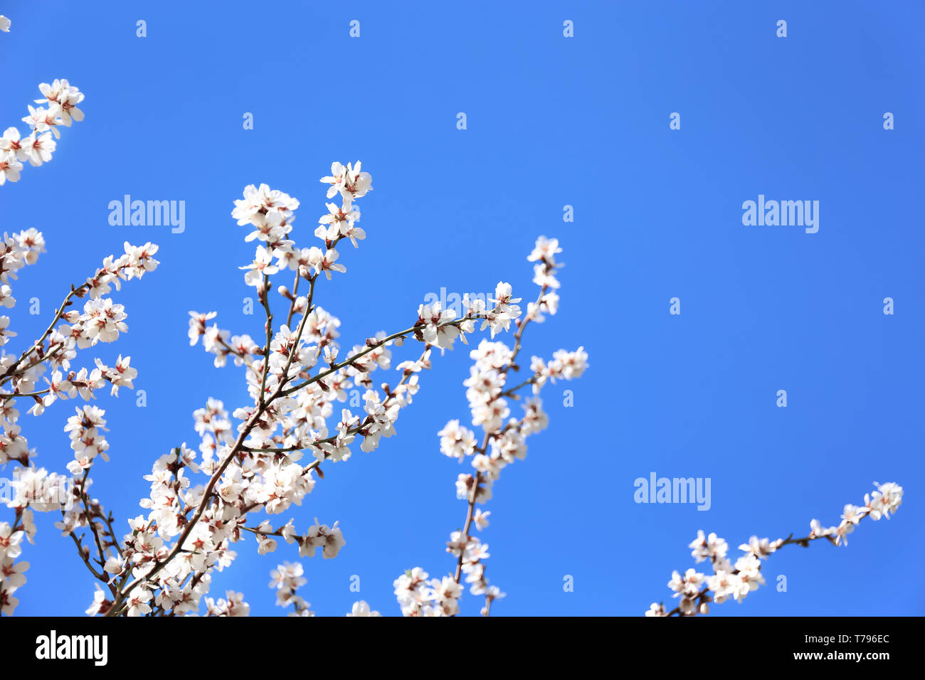 Branches of blossoming fruit tree on sky background Stock Photo - Alamy