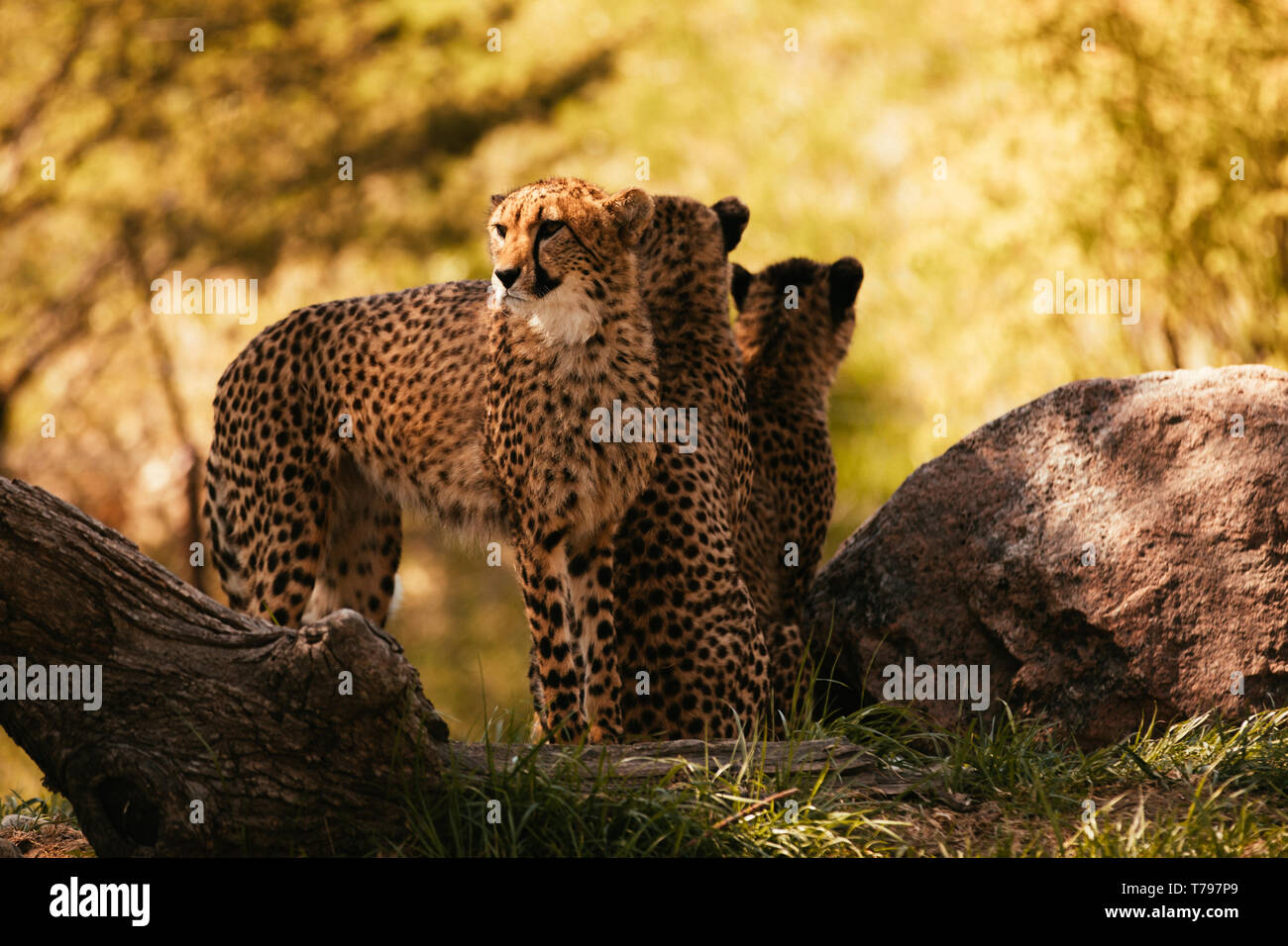 Cheetah ears hi-res stock photography and images - Alamy