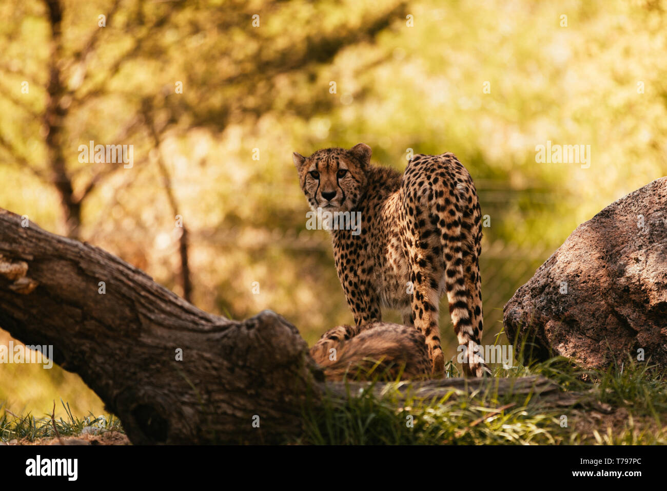 Incredible cheetah keeping watch atop a hill surrounded by trees and ...