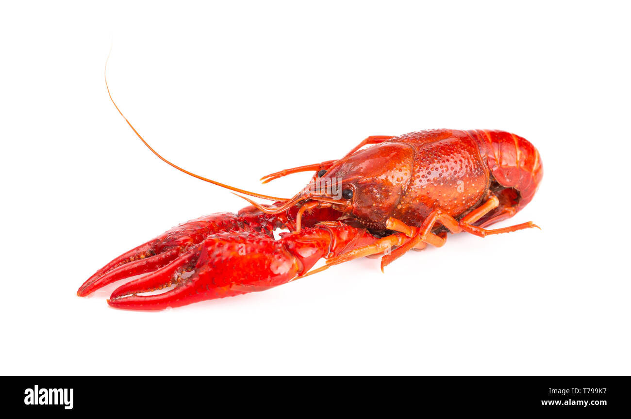 Cooked Red Crawfish Isolated on a White Background Stock Photo - Alamy