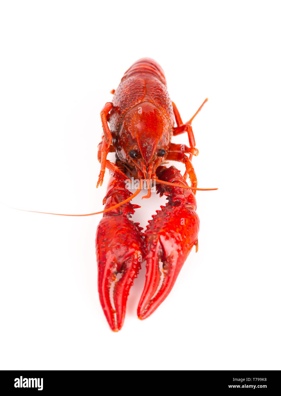 Cooked Red Crawfish Isolated on a White Background Stock Photo - Alamy
