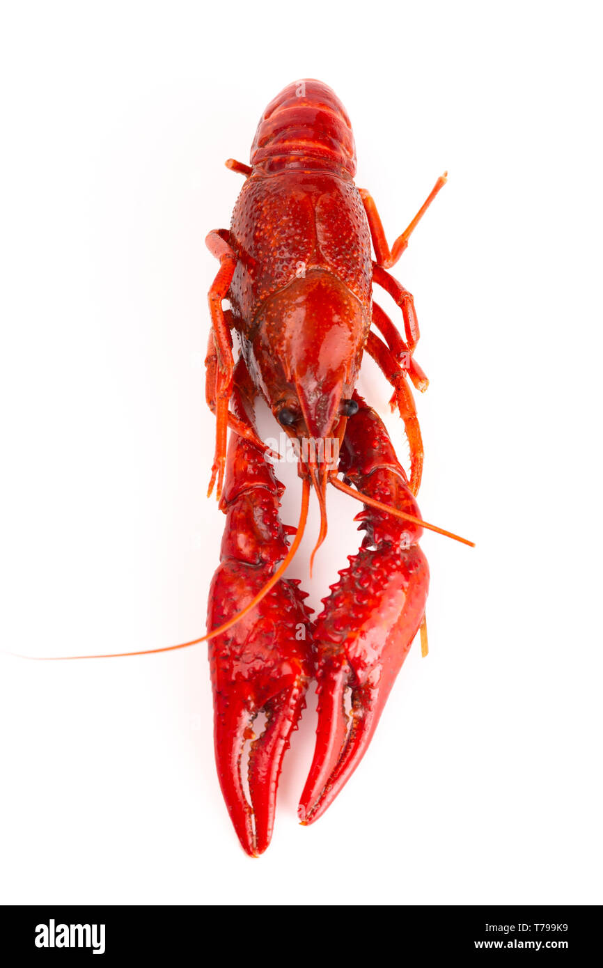 Cooked Red Crawfish Isolated on a White Background Stock Photo - Alamy