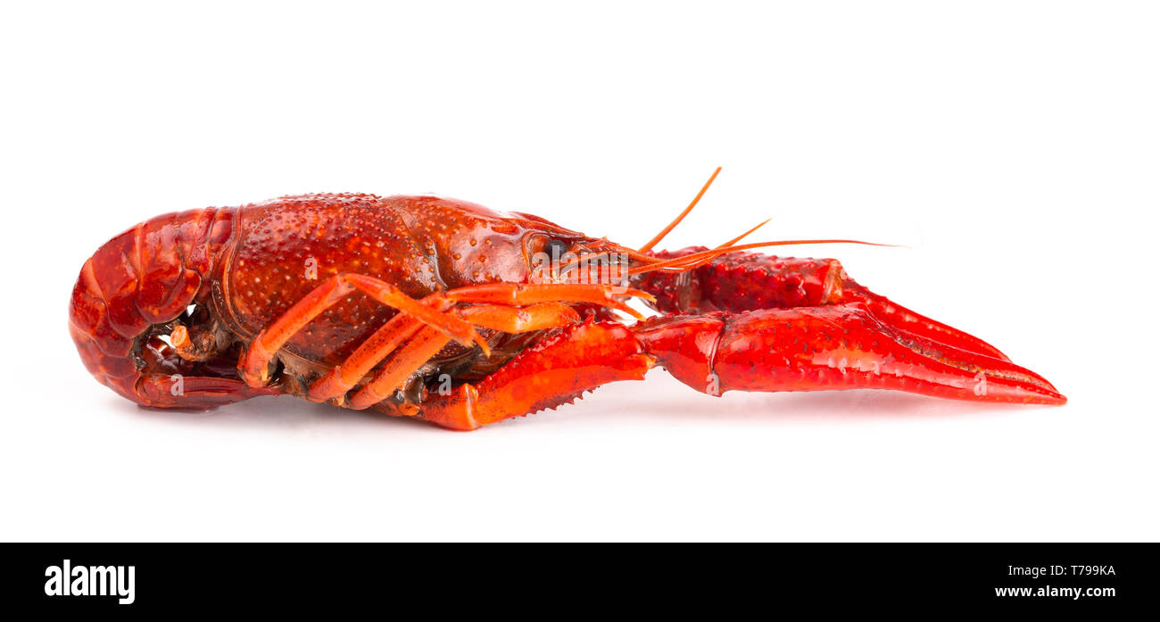 Cooked Red Crawfish Isolated on a White Background Stock Photo - Alamy