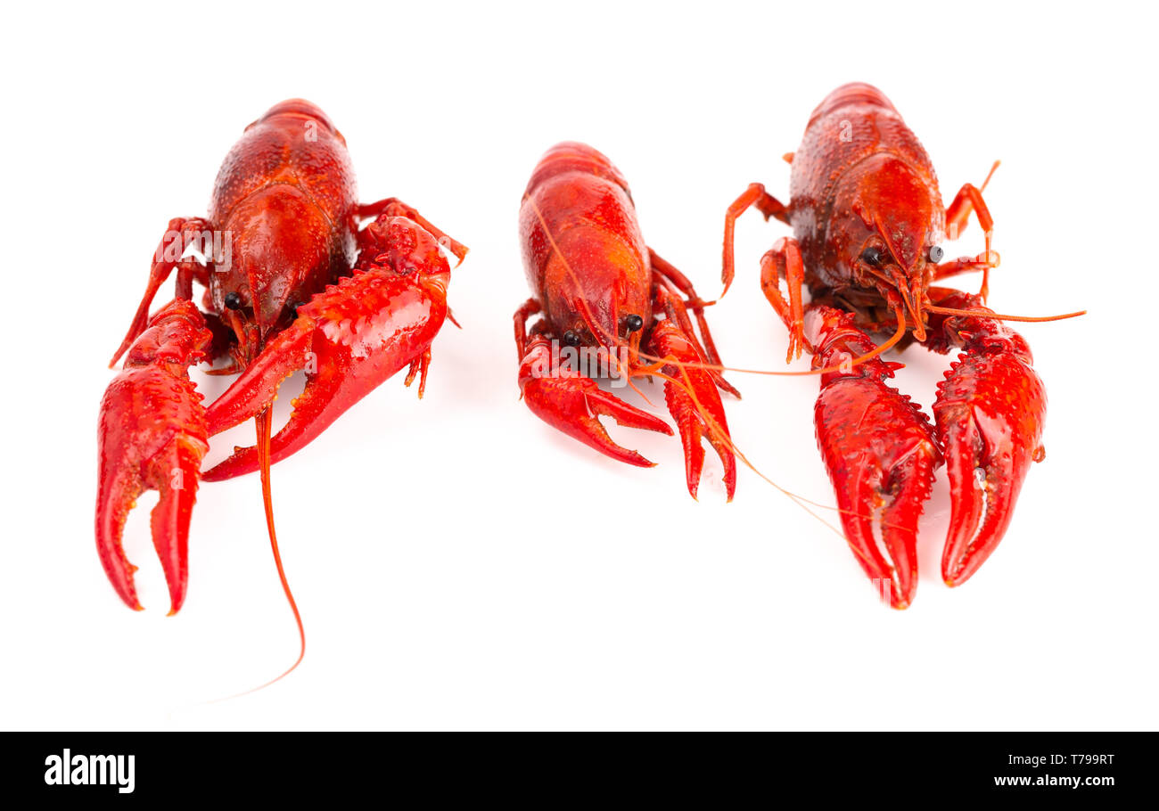 Cooked Red Crawfish Isolated on a White Background Stock Photo - Alamy