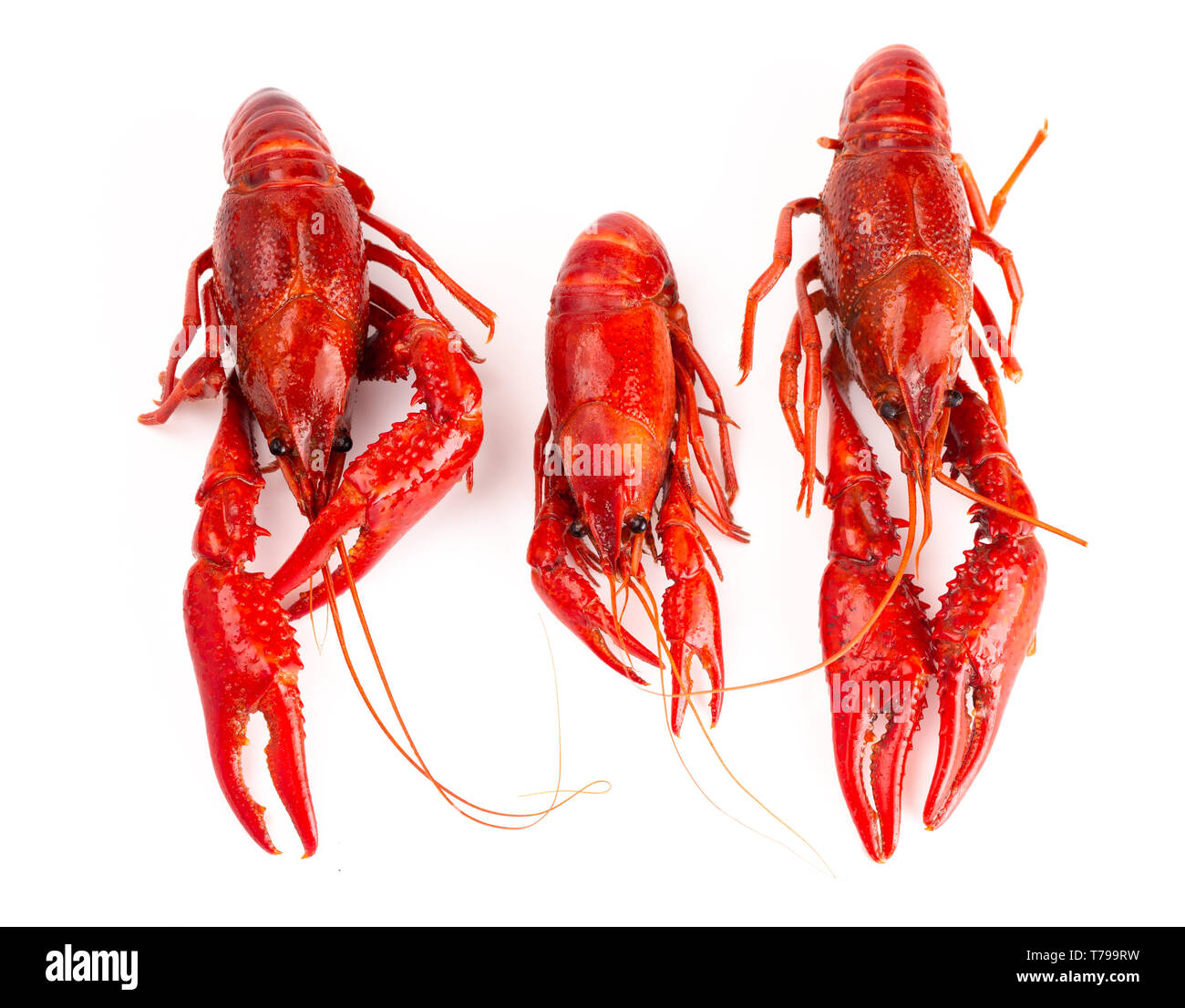 Cooked Red Crawfish Isolated on a White Background Stock Photo - Alamy