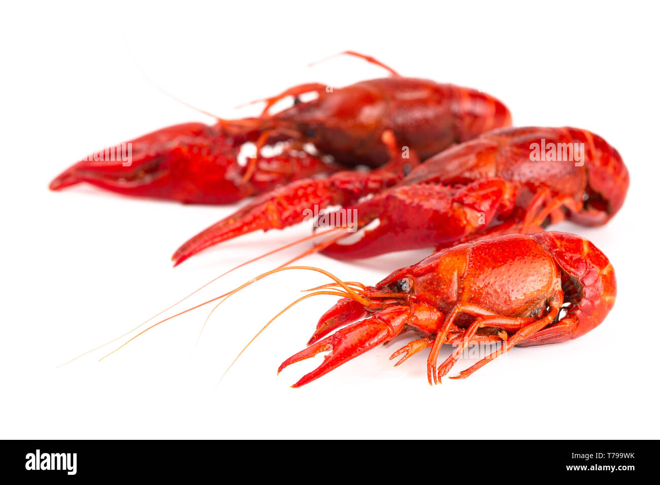 Cooked Red Crawfish Isolated on a White Background Stock Photo - Alamy