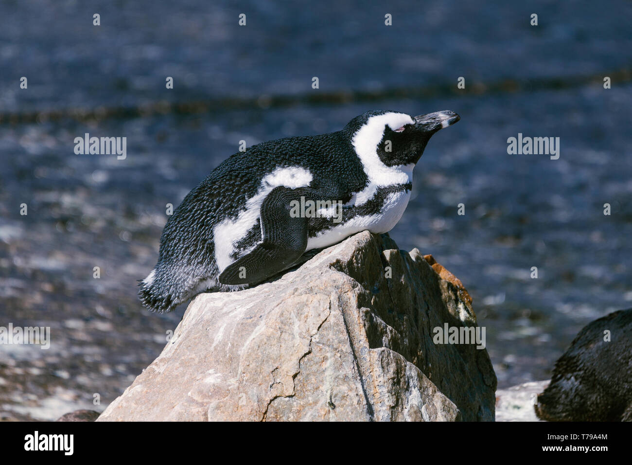 African penguin relaxing on the rock in South Africa Stock Photo - Alamy