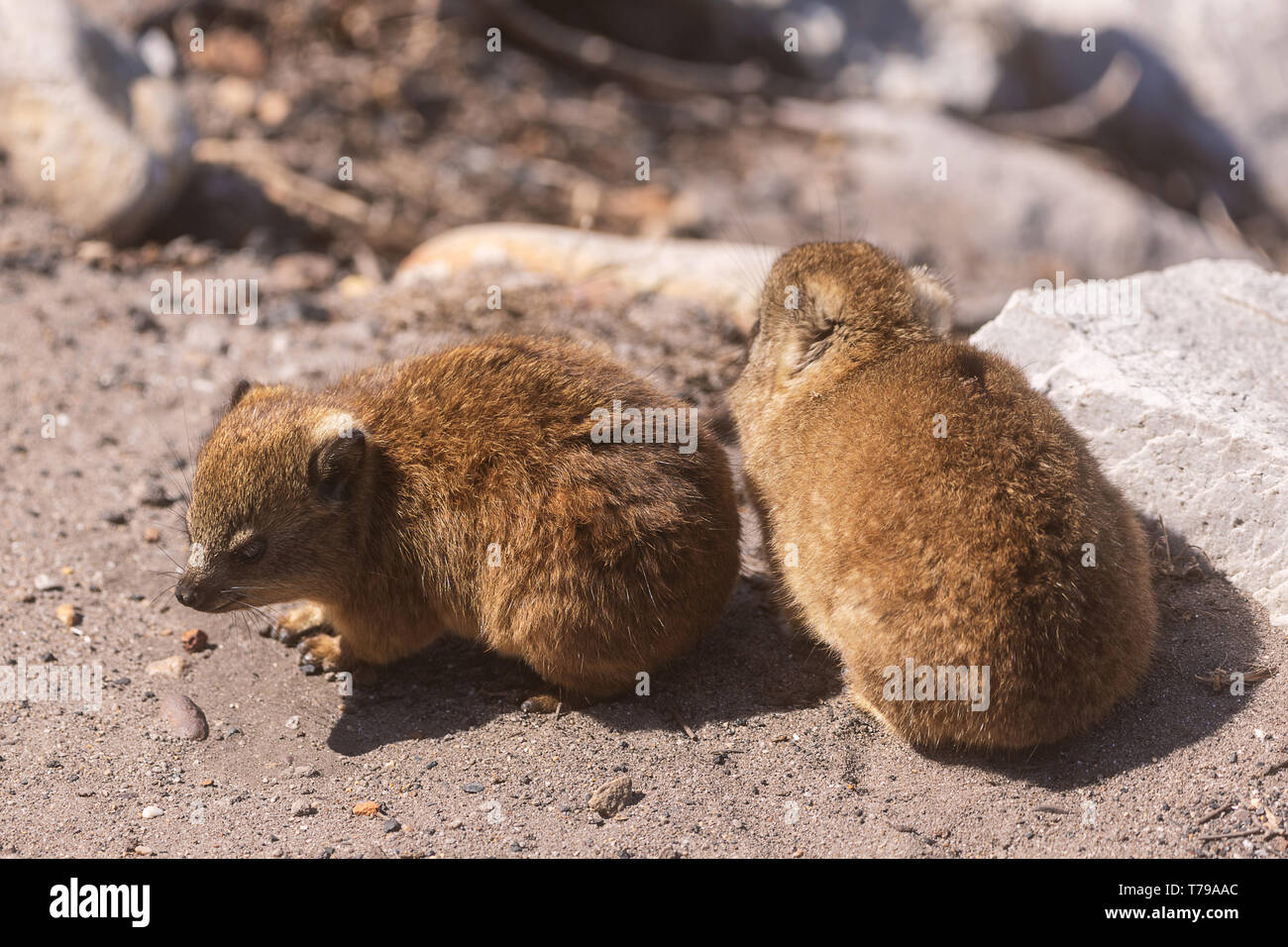 African rock dassies hi-res stock photography and images - Alamy