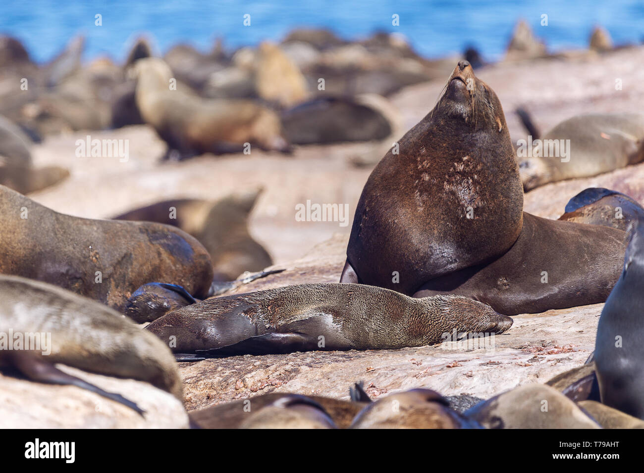 Lots of seals on a Hout Bay seal island in Cape Town, South Africa ...