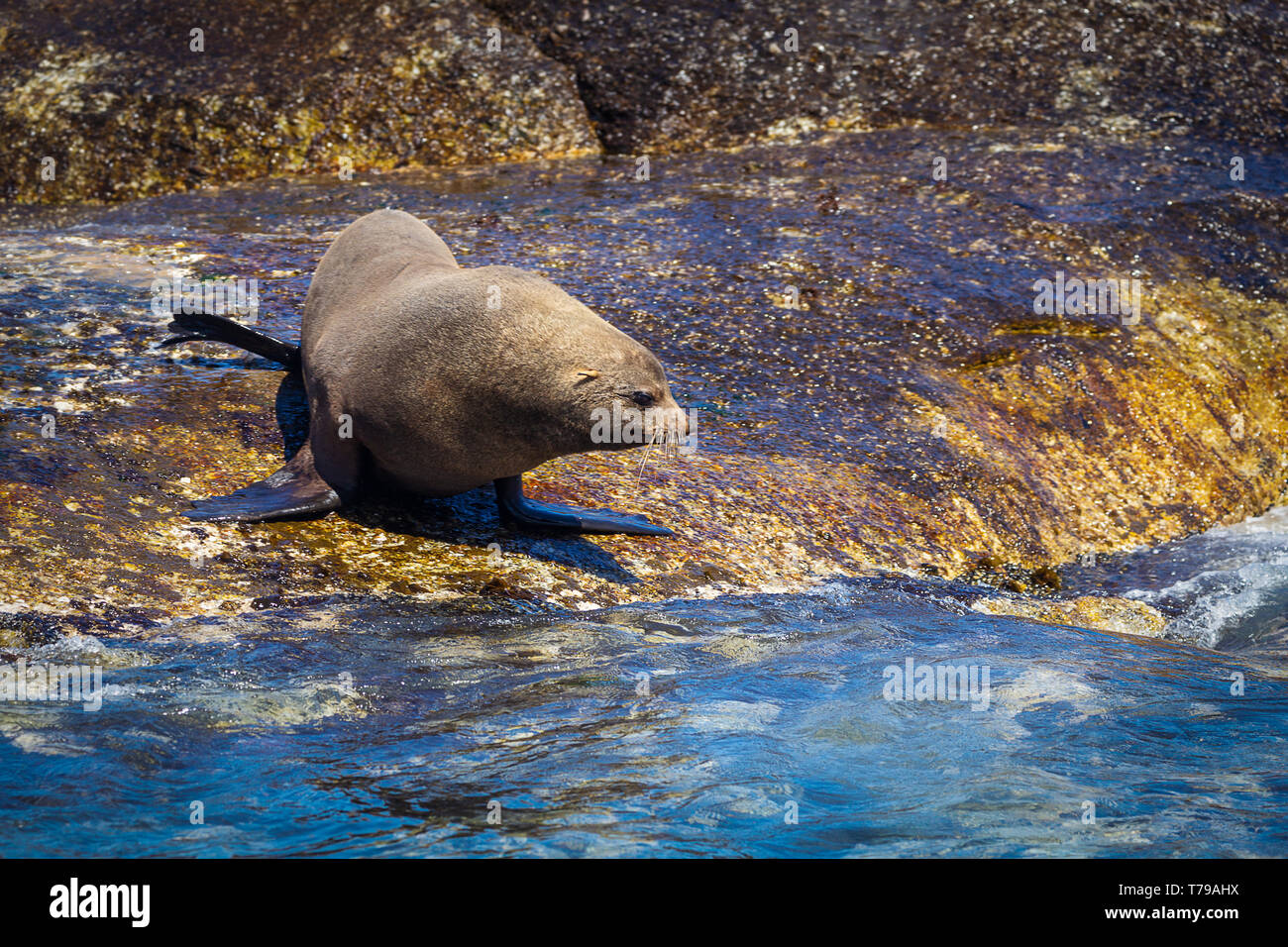 Seal on a Hout Bay seal island in Cape Town, South Africa Stock Photo ...
