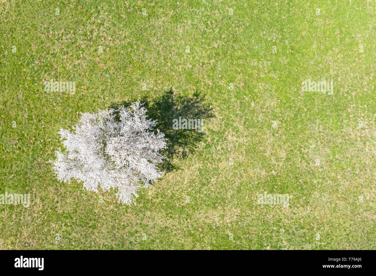 cherry tree blooming inside a green field. spring background. aerial ...