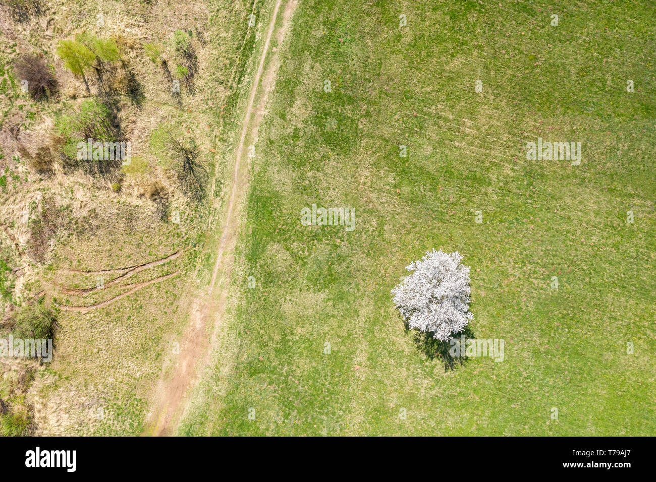 white cherry tree on spring green meadow view from above. aerial view ...