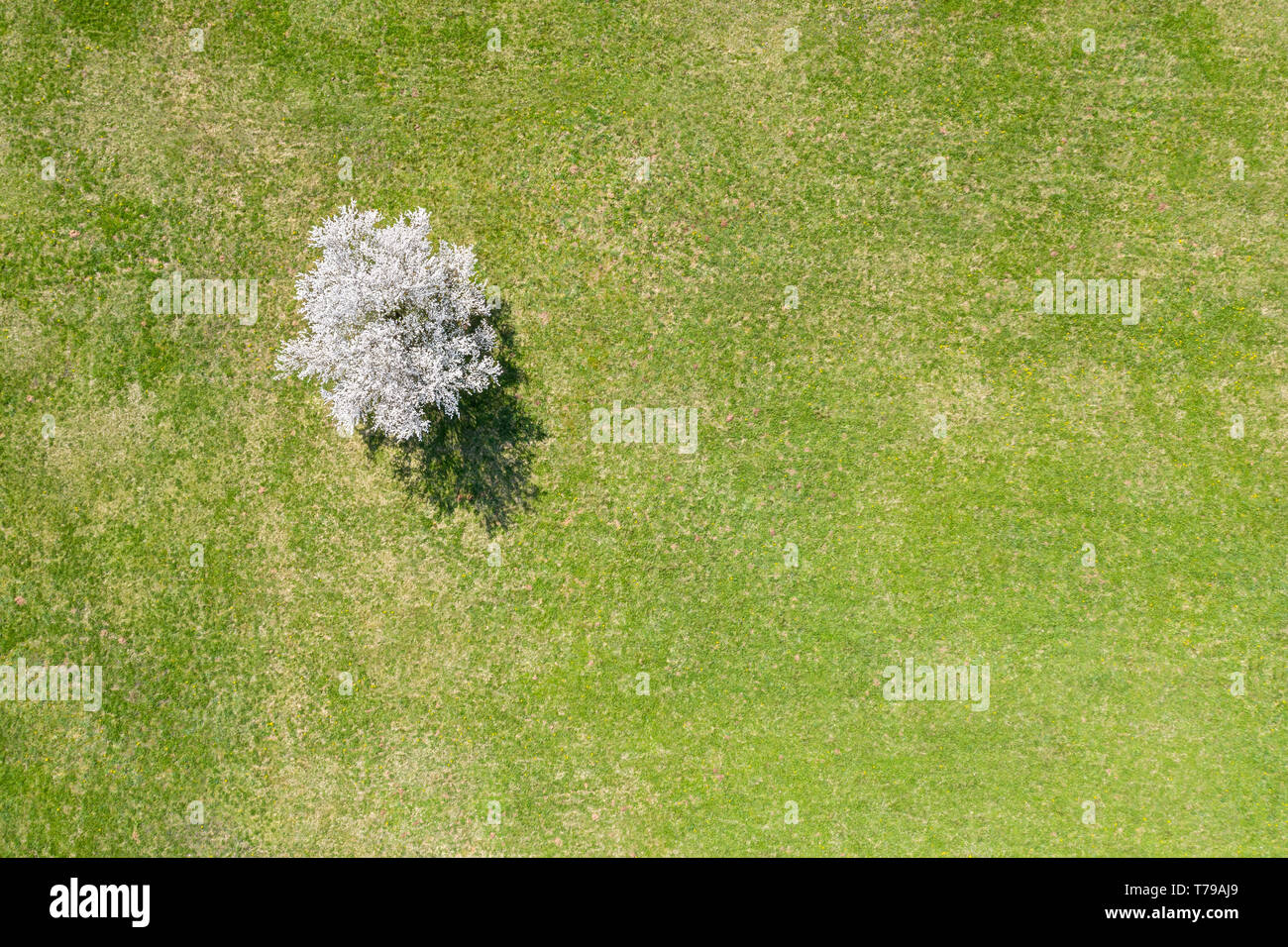 Cherry tree in blossom hi-res stock photography and images - Alamy