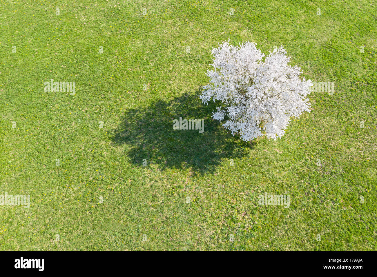 white cherry tree in green meadow. spring background. aerial view Stock ...