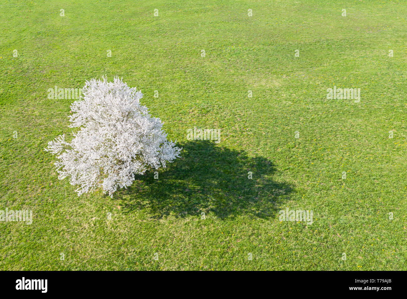 White cherry tree hi-res stock photography and images - Alamy
