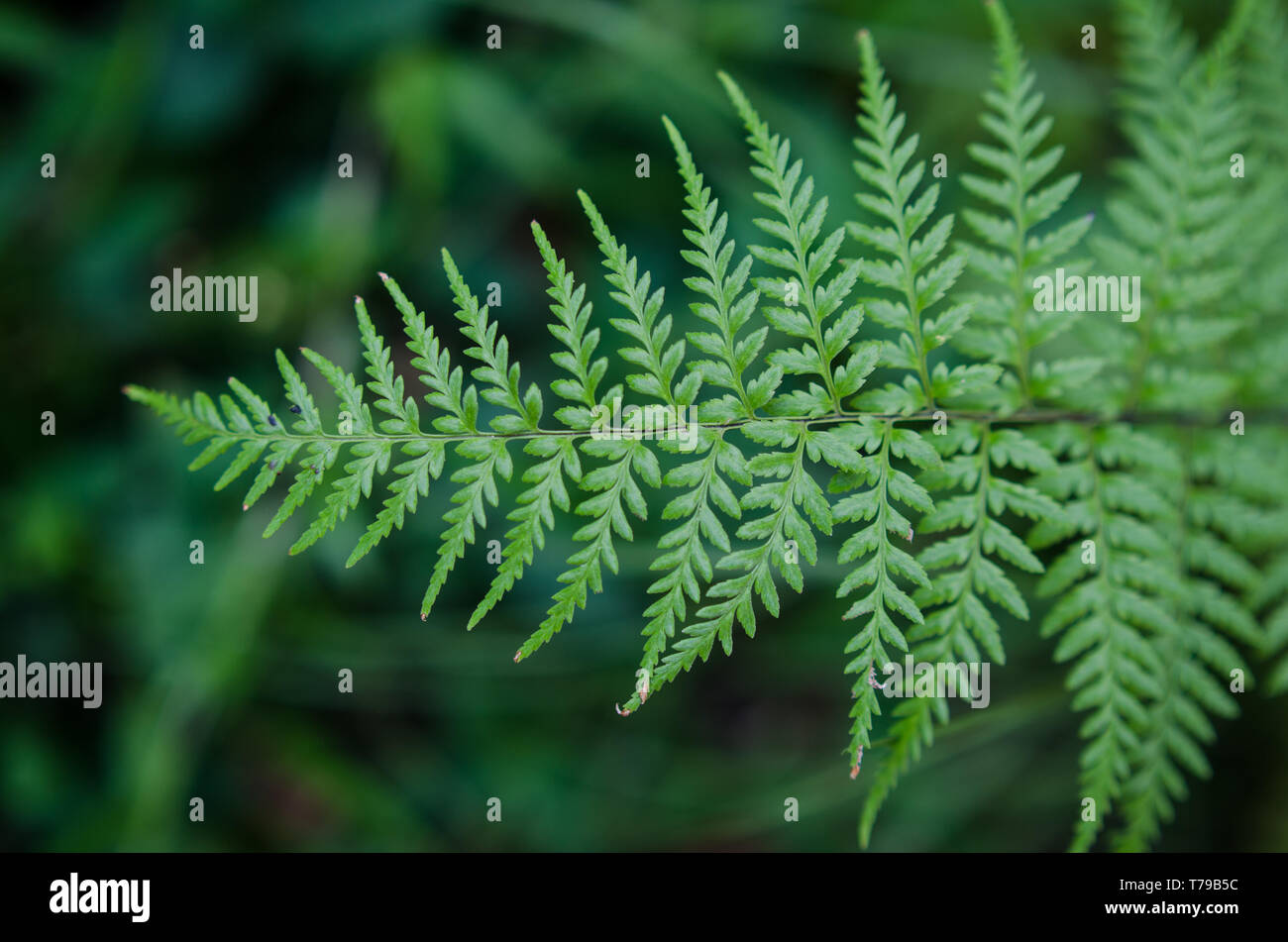 Details of a fern Stock Photo - Alamy