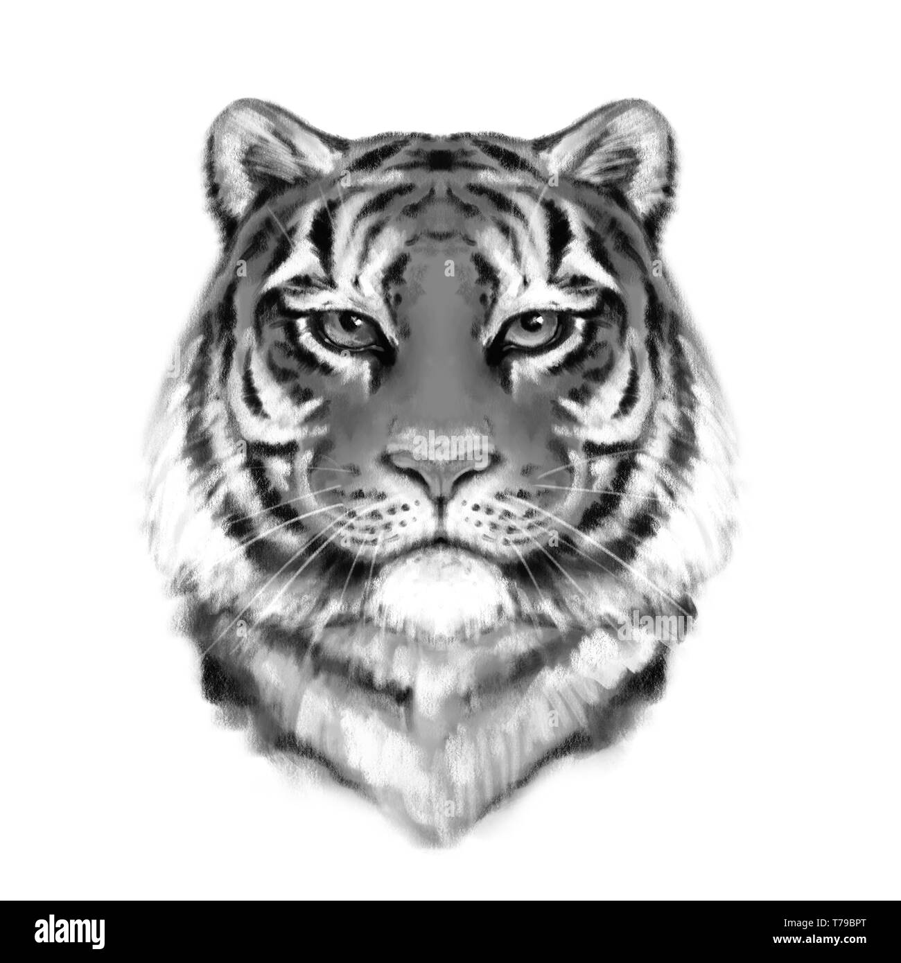 Portrait white wildcat Black and White Stock Photos & Images - Alamy