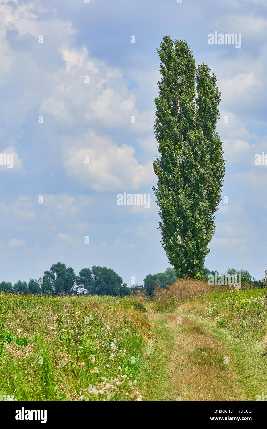 One tall tree hi-res stock photography and images - Alamy